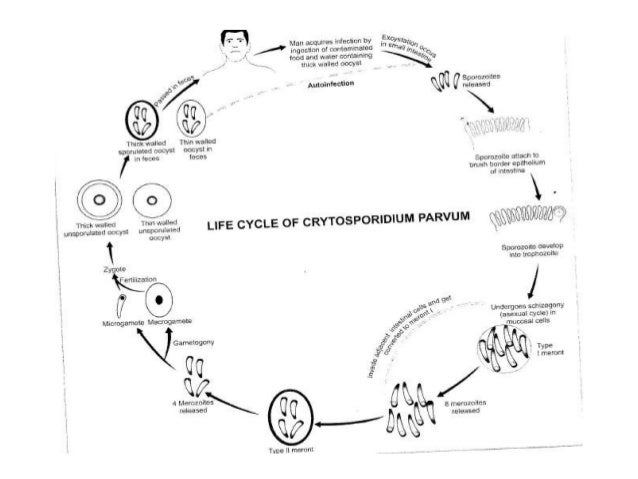Outline Of The Cryptosporidium Parvum Life Cycle Adapted