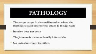 CRYPTOSPORIDIUM PARVUM.pptx | Infectious Diseases | Diseases and Conditions