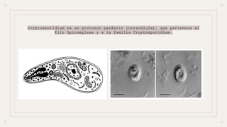 Cryptosporidium spp 2.pdf