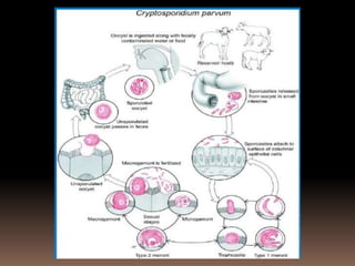 Cryptosporidium ya | PPTX