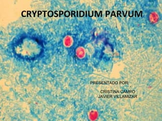 Cryptosporum parvum | PPT