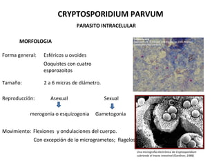 Cryptosporum parvum | PPT