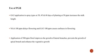 Crysanthemum production technology slides | PPTX