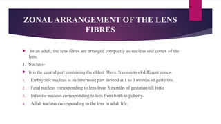 Crystalline Lens: The Anatomy, structures and Clinical Significance | PPTX