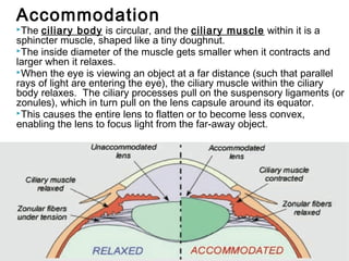 Crystalline lens and accommodation | PPT