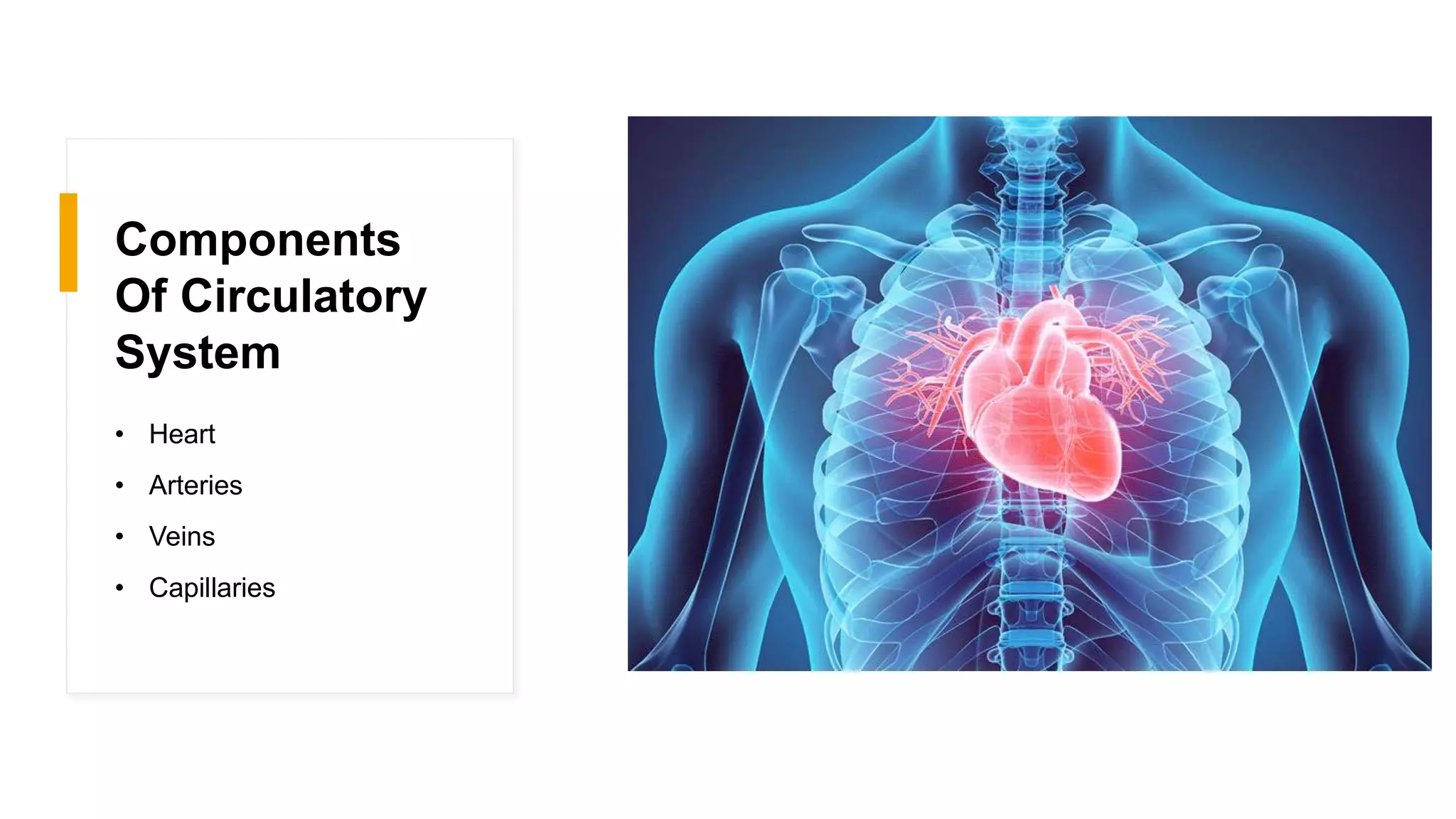Circulatory System | PPTX