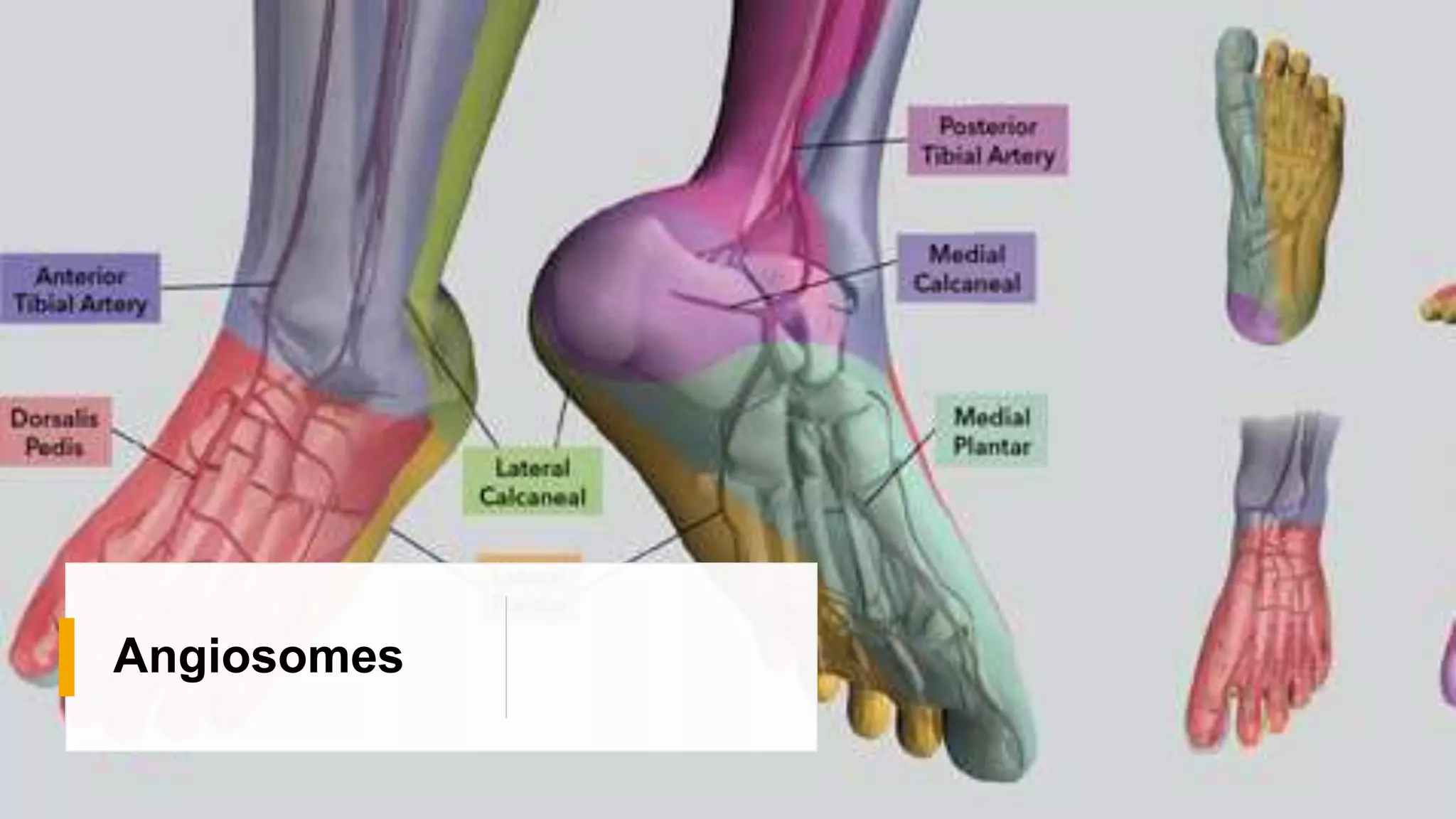 Circulatory System | PPTX