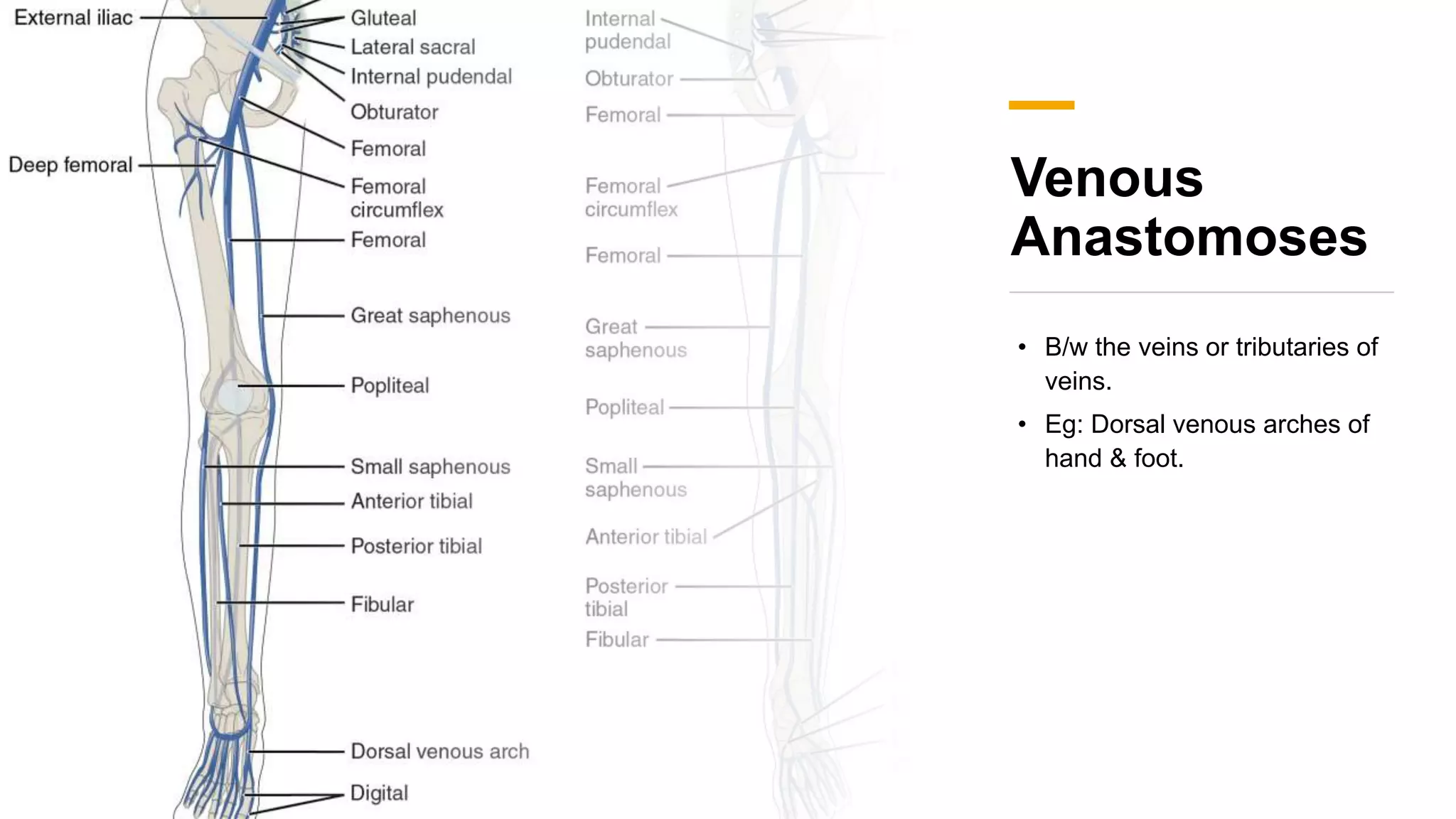Circulatory System | PPTX