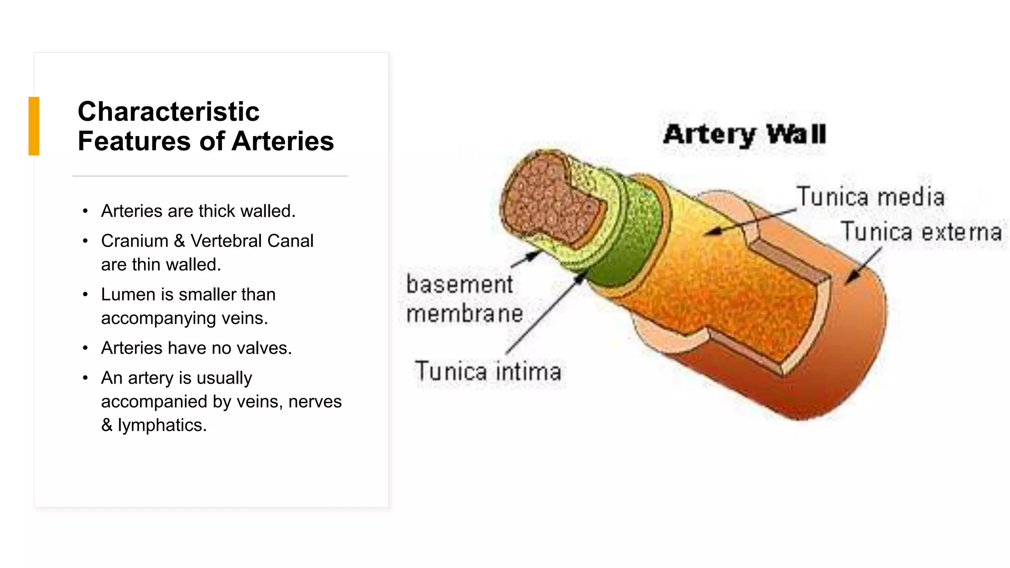 Circulatory System | PPTX
