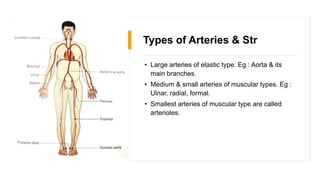 Circulatory System | PPTX