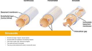Circulatory System | PPTX