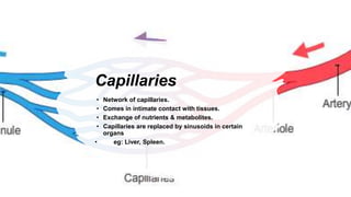 Circulatory System | PPTX