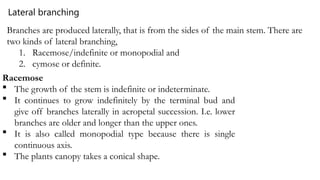 shoot morphology Description with examples.pptx