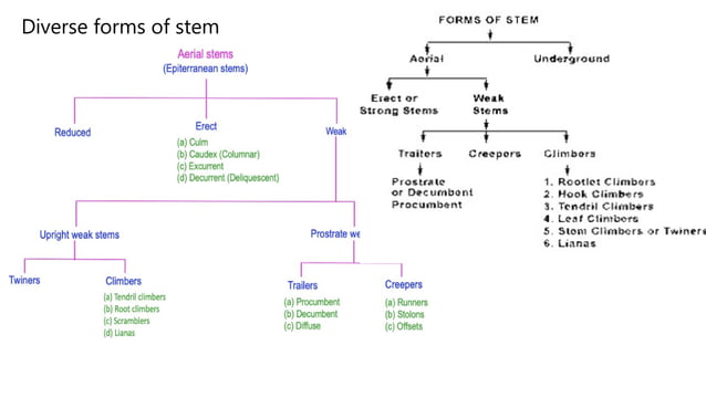shoot morphology Description with examples.pptx