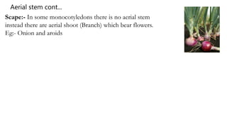 shoot morphology Description with examples.pptx