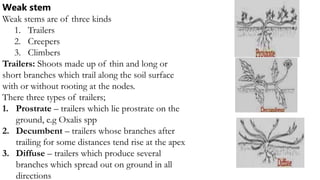 shoot morphology Description with examples.pptx