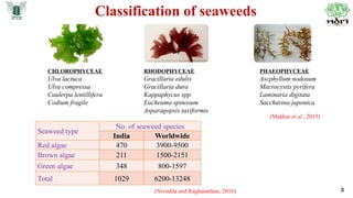 Sea weed Ankita.pptx, type, nutritional importance, case study | PPTX