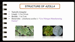 Response of aquatic fern(Azolla), to watercontamination | PPTX
