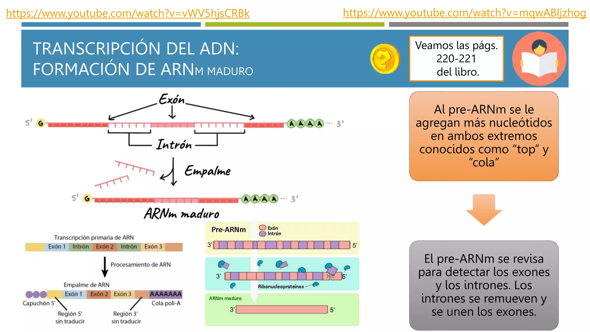 transcripcion-y-traduccion-dibujitos.pptx