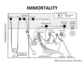 CANCER STEM CELLS | PPT