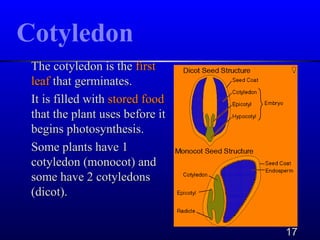 Field Crops and Cereals | PPT