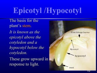 Field Crops and Cereals | PPT