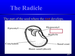 Field Crops and Cereals | PPT