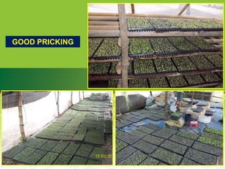 Seedling Production of Vegetable Crops | PPTX