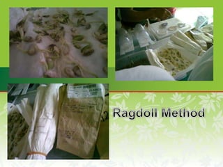 Seedling Production of Vegetable Crops | PPTX