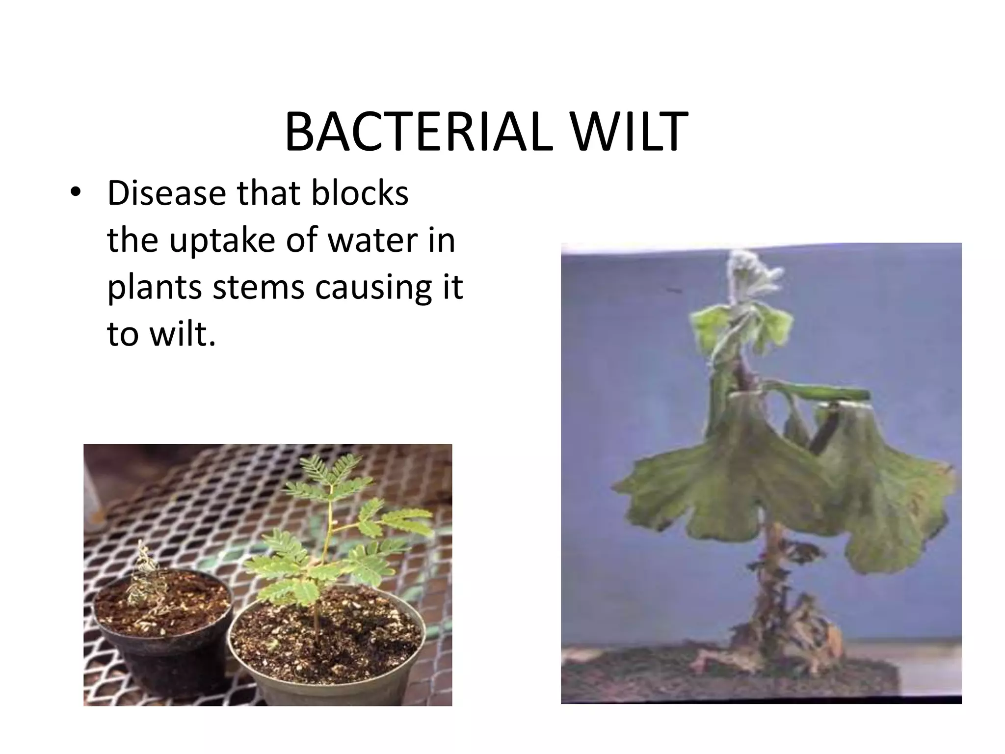 Disease Management of Vegetable Crops | PPTX