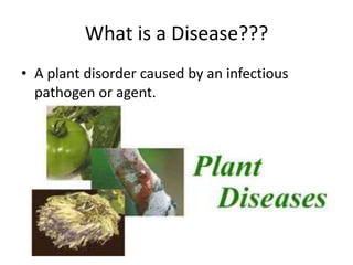 Disease Management of Vegetable Crops | PPTX