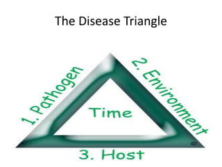 Disease Management of Vegetable Crops | PPTX