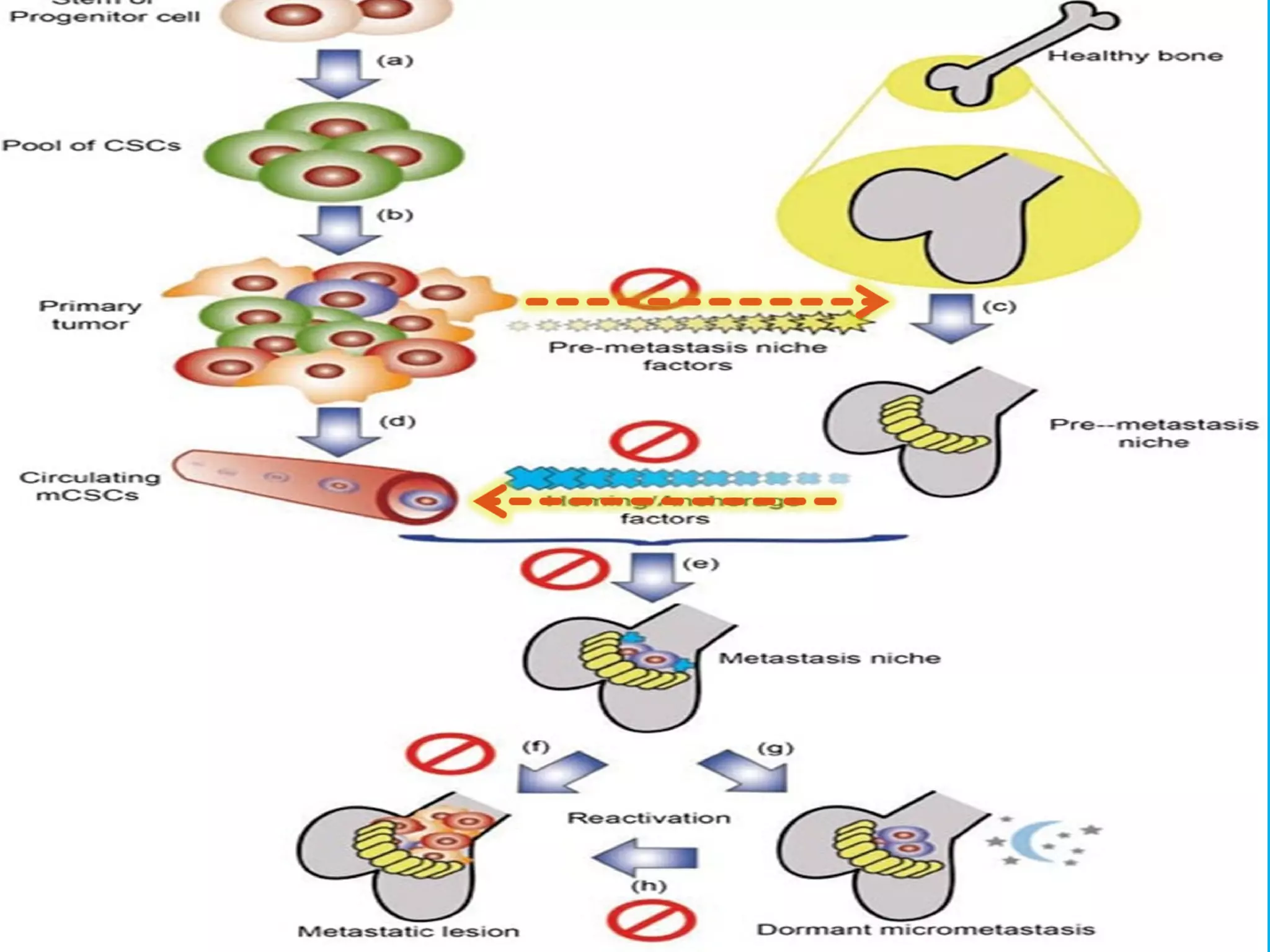 Breast Cancer Stem Cell - Basic | PPS