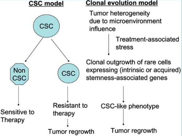 Breast Cancer Stem Cell - Basic | PPS