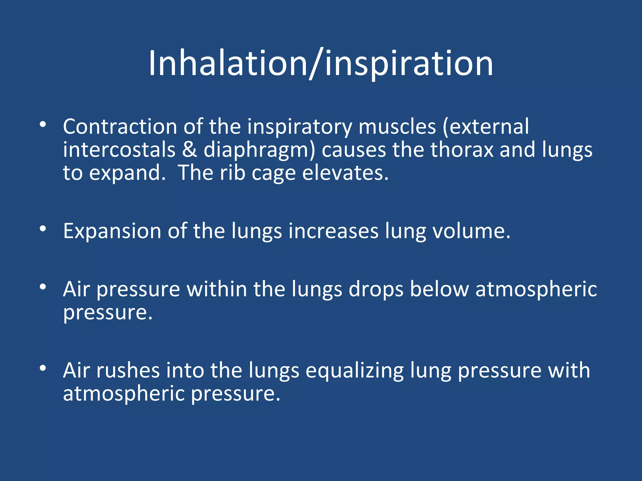 Csd 210 anatomy & physiology of the speech mechanism i | PPT