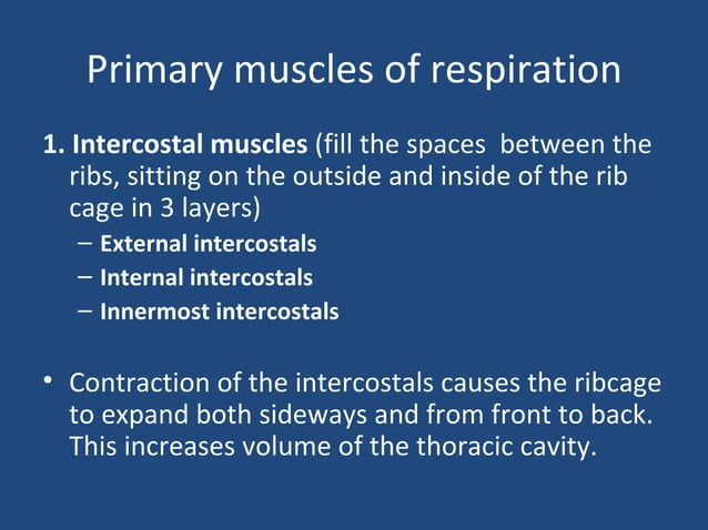 Csd 210 anatomy & physiology of the speech mechanism i | PPT