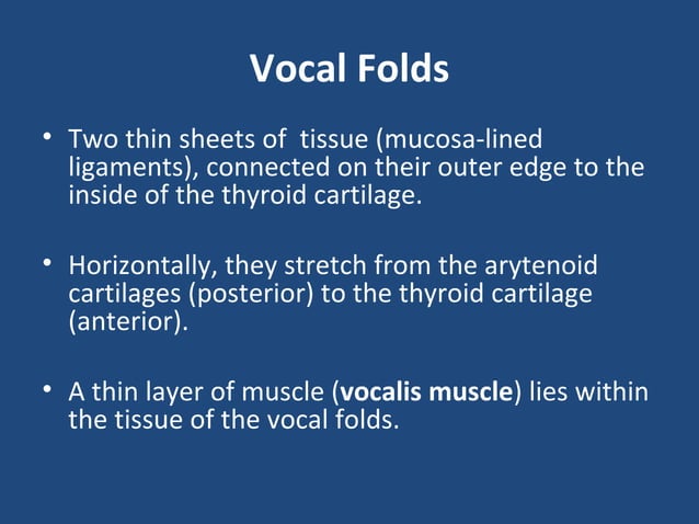 Csd 210 anatomy & physiology of the speech mechanism i | PPT