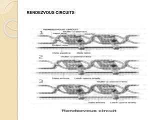 Asynchronous Chips ppt | PPTX