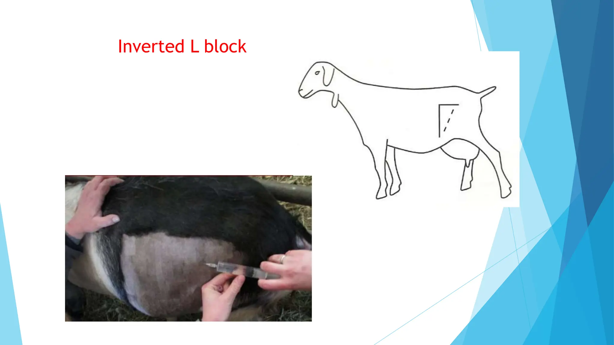 C SECTION IN SMALL AND LARGE ANIMALSpptx | PPTX
