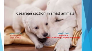 C SECTION IN SMALL AND LARGE ANIMALSpptx | PPTX