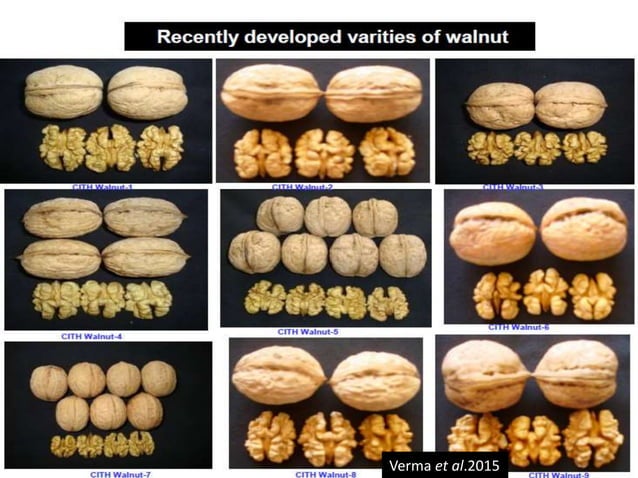 BREEDING APPROACHES FOR IMPROVEMENT OF TEMPERATE FRUIT CROPS | PPTX ...