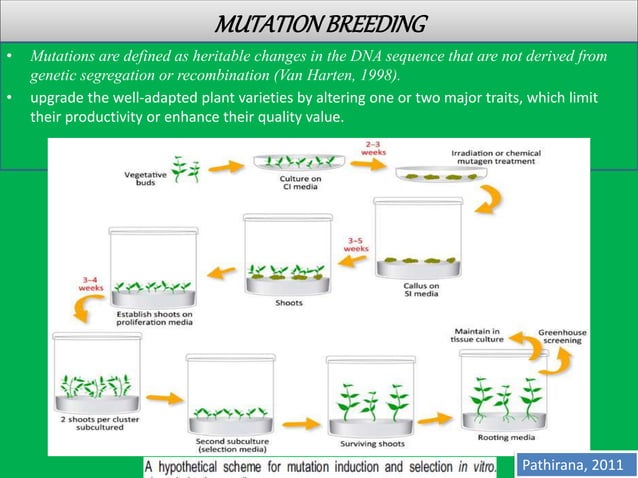 BREEDING APPROACHES FOR IMPROVEMENT OF TEMPERATE FRUIT CROPS