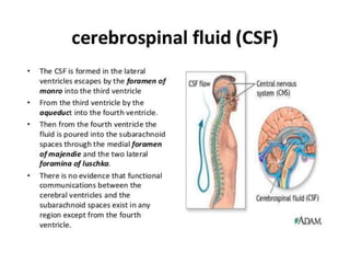 Csfبسم الله الرحمن الرحيم | PPT