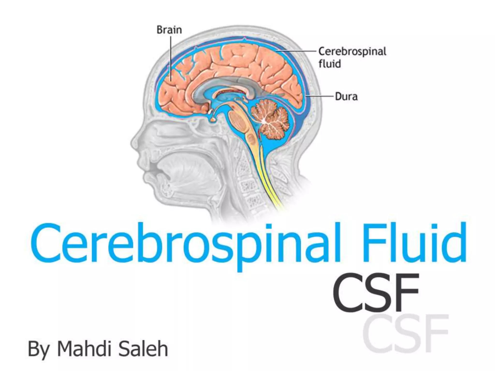 cerebrospinal fluid Csf | PPT