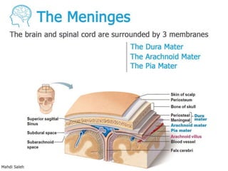 cerebrospinal fluid Csf | PPT