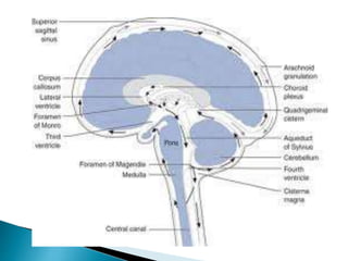 cerebrospinal fluid examination CSF study | PDF | Blood Disorders | Diseases and Conditions