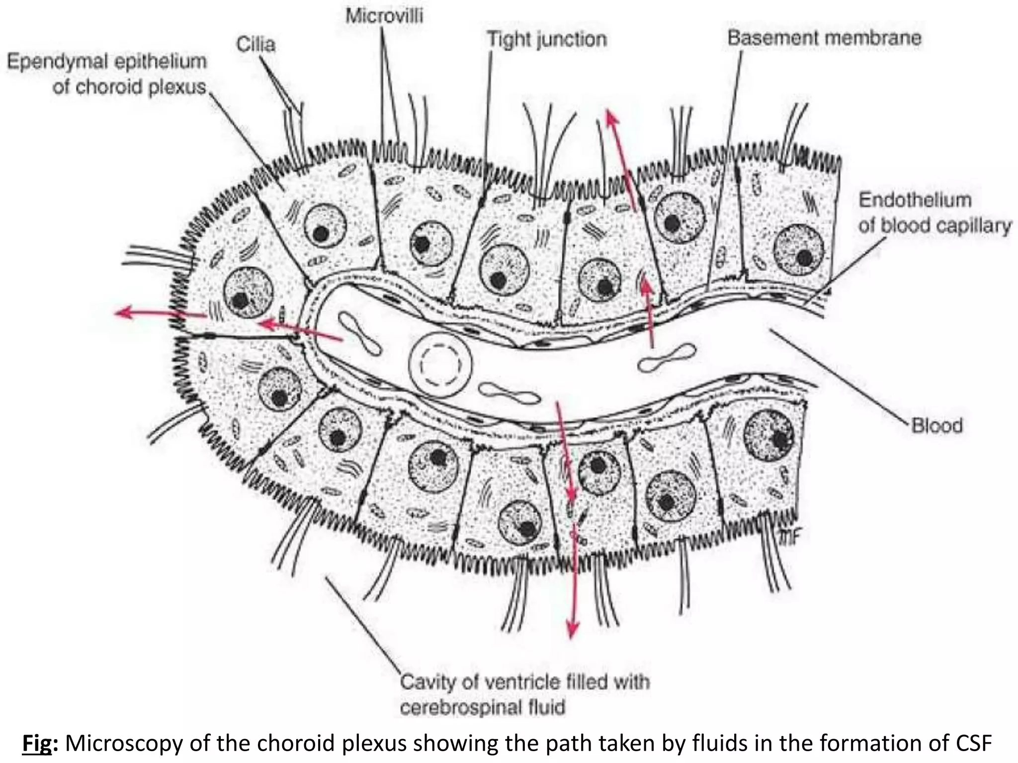 CSF (Cerebrospinal Fluid) | PPTX