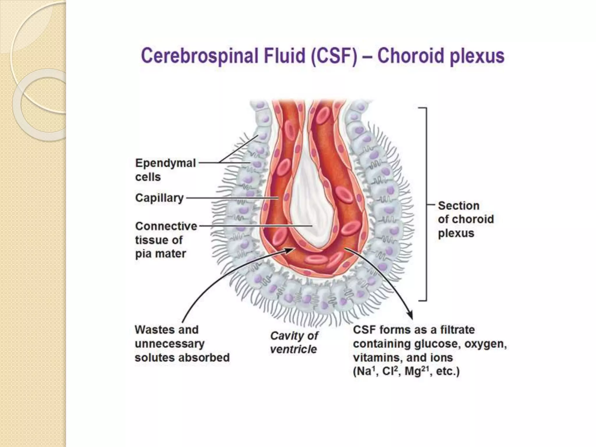 CSF physiology and Mechanics of Hydrocephalus | PPTX