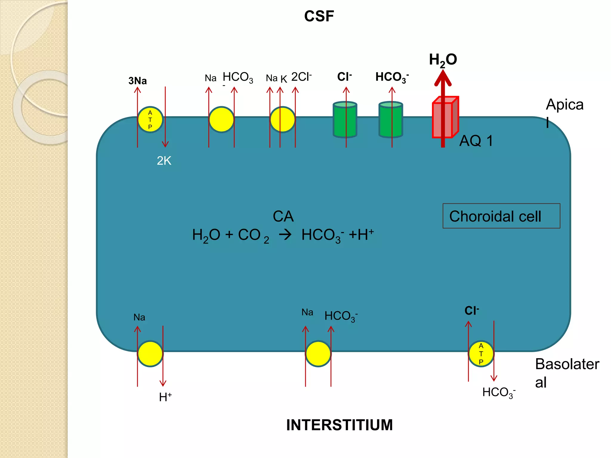 CSF physiology and Mechanics of Hydrocephalus | PPTX