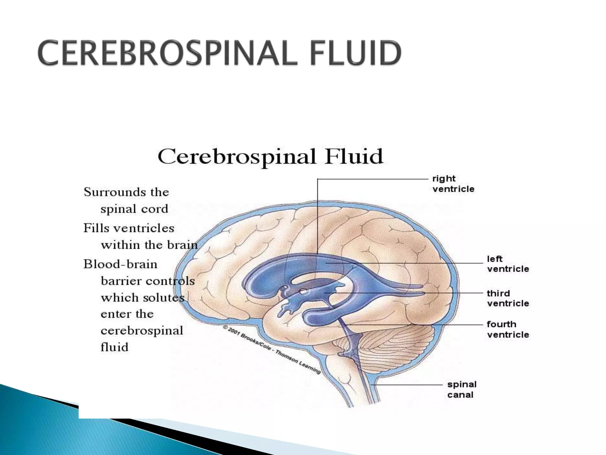 Csf(cerebro spinal fluid) | PPT